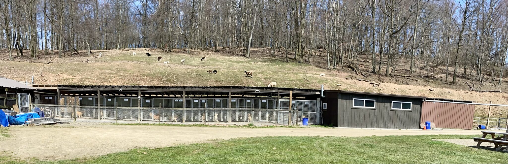 Our Kennels – Goldenrod Kennels