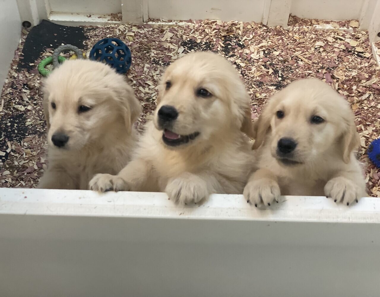 Goldenrod Kennels – Western PA's Premier Golden Retriever Breeder